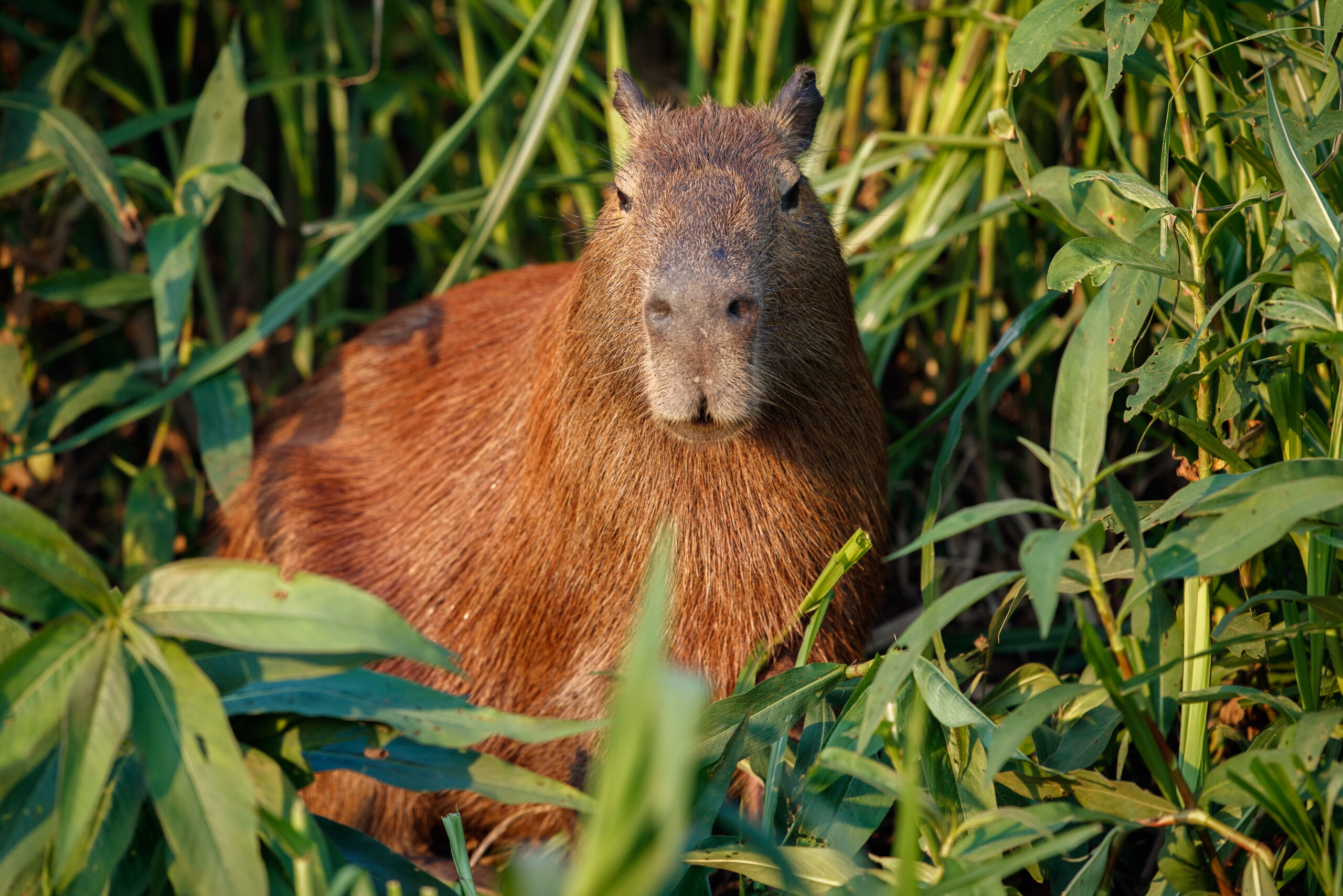 Ataque à Capivara e Crime de Maus-Tratos