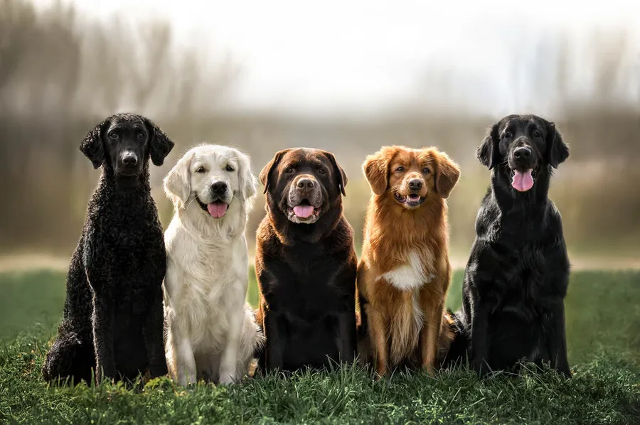Família multiespécie: pensão alimentícia para cães